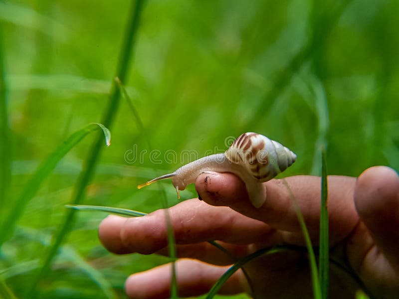 A Polynesian Tree Snail & X28;Partula Sp& X29; Foraging during the Day ...