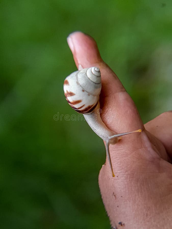 A Polynesian Tree Snail & X28;Partula Sp& X29; Foraging during the Day ...