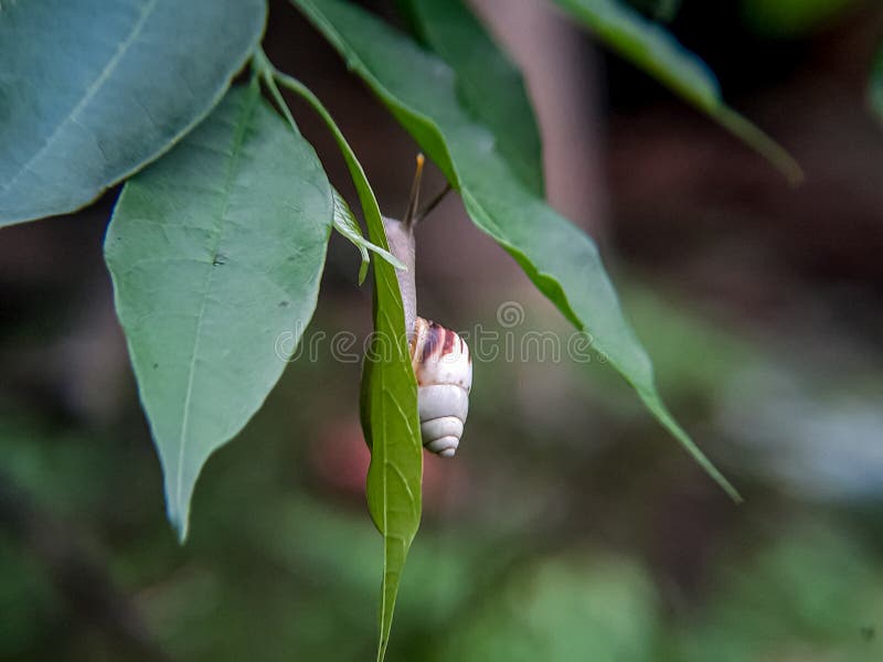 A Polynesian Tree Snail & X28;Partula Sp& X29; Foraging during the Day ...