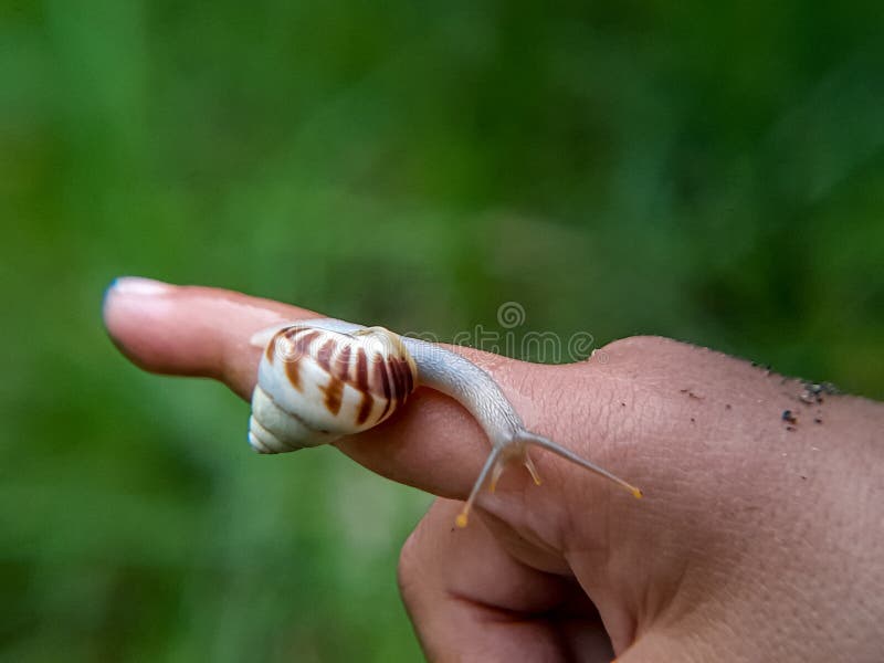 A Polynesian Tree Snail & X28;Partula Sp& X29; Foraging during the Day ...