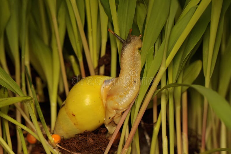 Two Polynesian Tree Snails are Looking for Food on the Trunk of a Wild ...