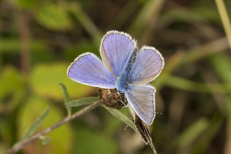 Polyommatus Icaro, Farfalla Blu Comune Da Bassa Sassonia, Germania ...