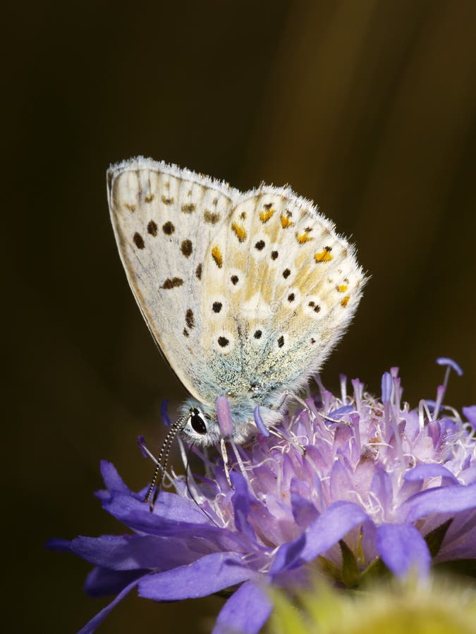 Polyommatus icarus stock photo. Image of blue, flora - 10250740