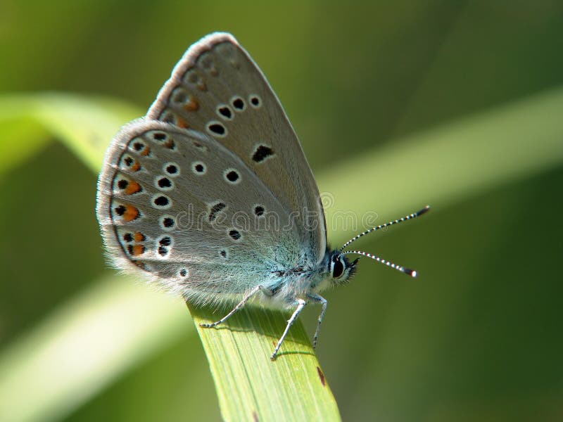 Polyommatus icarus. stock image. Image of polyommatus, eyes - 529427