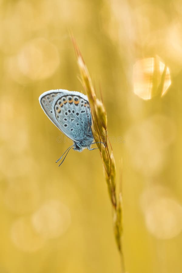 Polyommatus icarus stock photo. Image of body, floral - 117259850