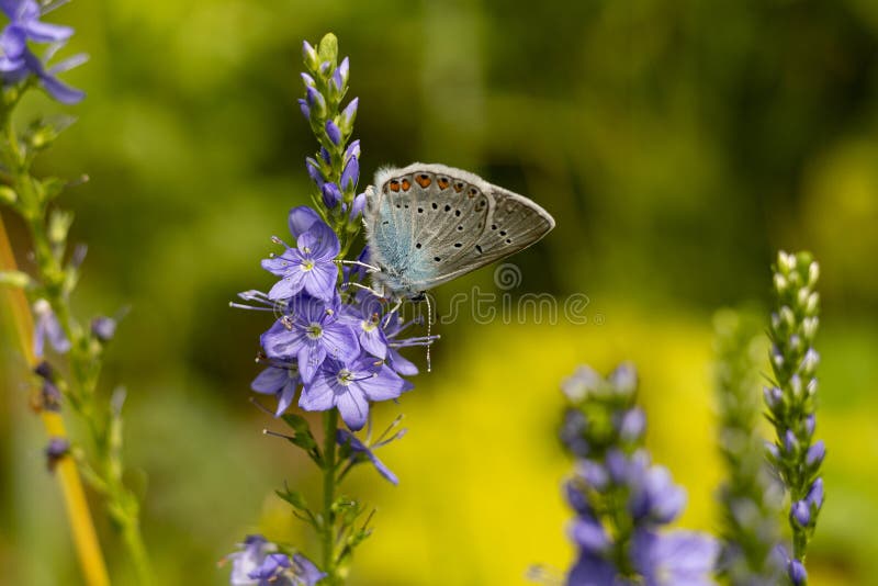 Polyommatus Icarus, Common Blue Butterfly on a Blue Flower Stock Photo ...