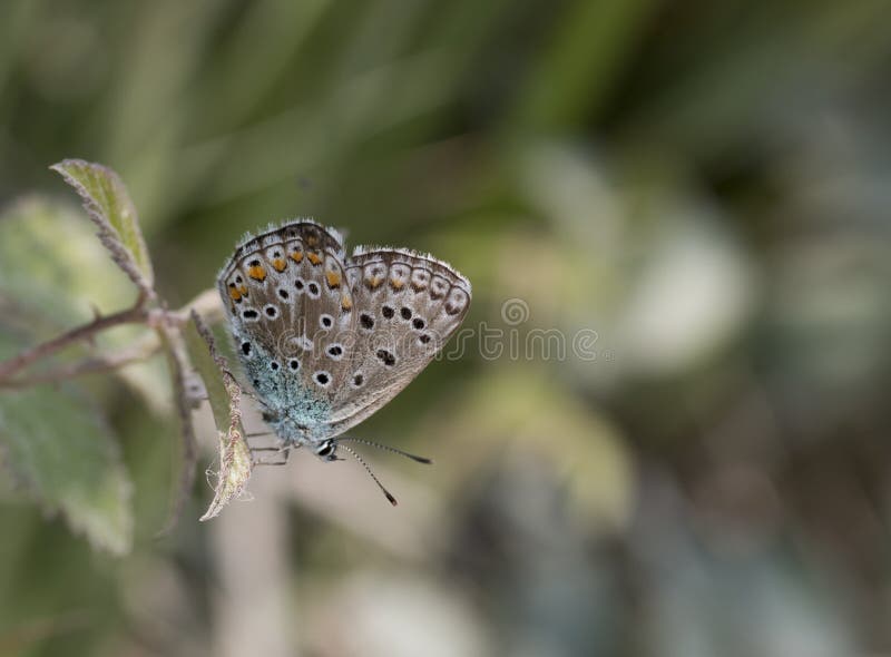 Polyommatus icarus stock photo. Image of azzurro, arthropod - 90427834