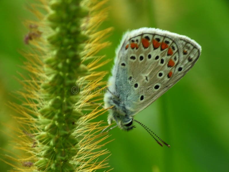 Polyommatus icarus stock image. Image of blue, polyommatus - 124633121