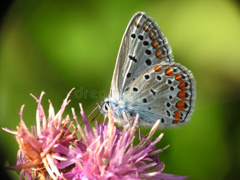 Polyommatus icarus stock photo. Image of blue, icarus - 124633060