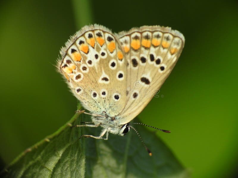 Polyommatus icarus stock photo. Image of blue, polyommatus - 124564456