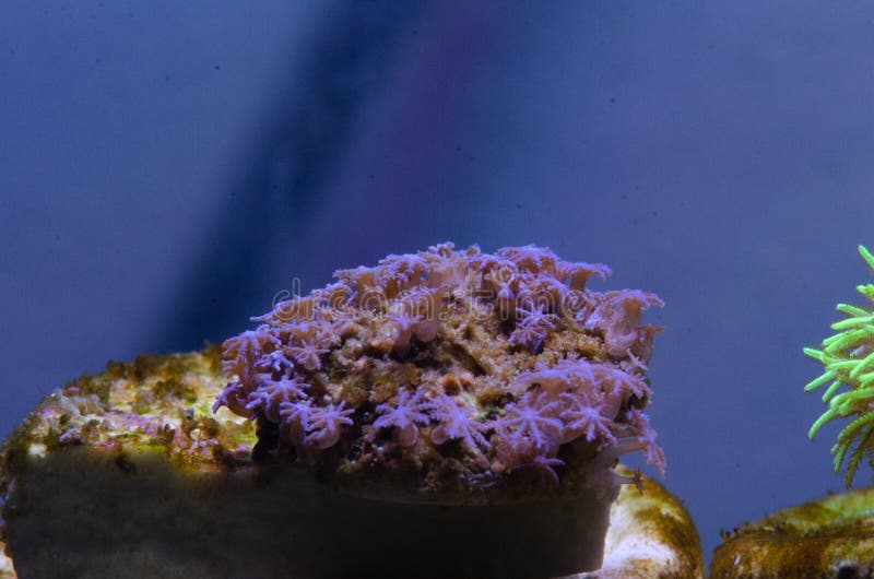 258 Algae Polyp Stock Photos - Free & Royalty-Free Stock Photos from ...