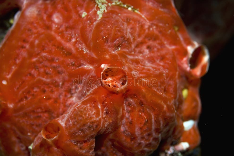 Polyp sponge stock photo. Image of sponge, tropical, saltwater - 7495682