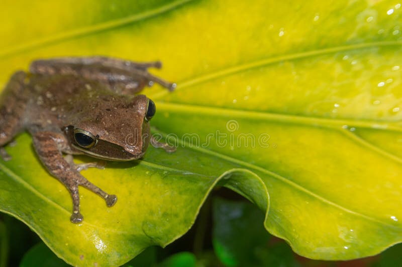 A Polypedates Leucomystax, Commonly Called Striped Tree Frog, Perches ...