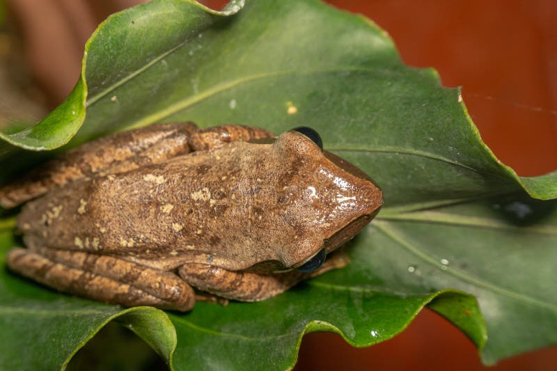 A Polypedates Leucomystax, Commonly Called Striped Tree Frog, Perches ...