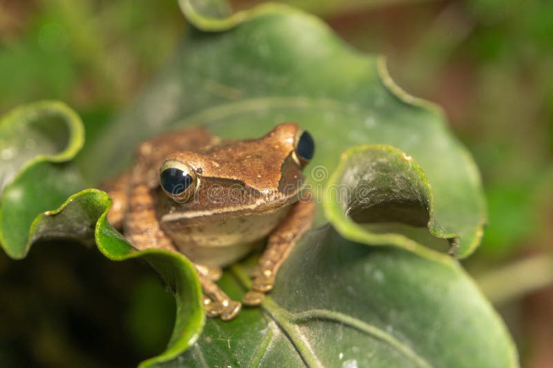 A Polypedates Leucomystax, Commonly Called Striped Tree Frog, Perches ...