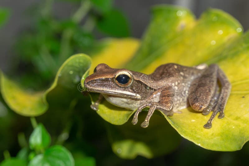 A Polypedates Leucomystax, Commonly Called Striped Tree Frog, Perches ...