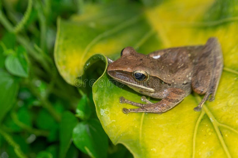 A Polypedates Leucomystax, Commonly Called Striped Tree Frog, Perches ...
