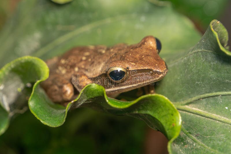 A Polypedates Leucomystax, Commonly Called Striped Tree Frog, Perches ...