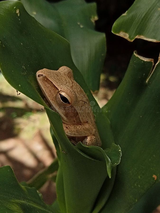 Polypedates Leucomystax or Commonly Called Tree Frog Stock Image ...