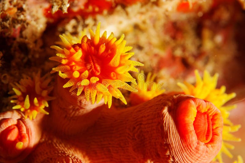 Polypen - Andaman Meer stockbild. Bild von salzwasser - 21757463