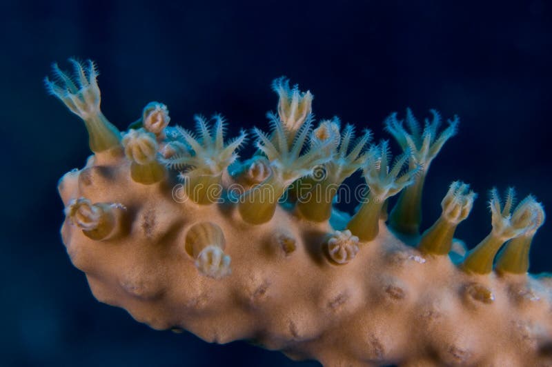 Polypes de corail photo stock. Image du bain, aquatique - 5379480