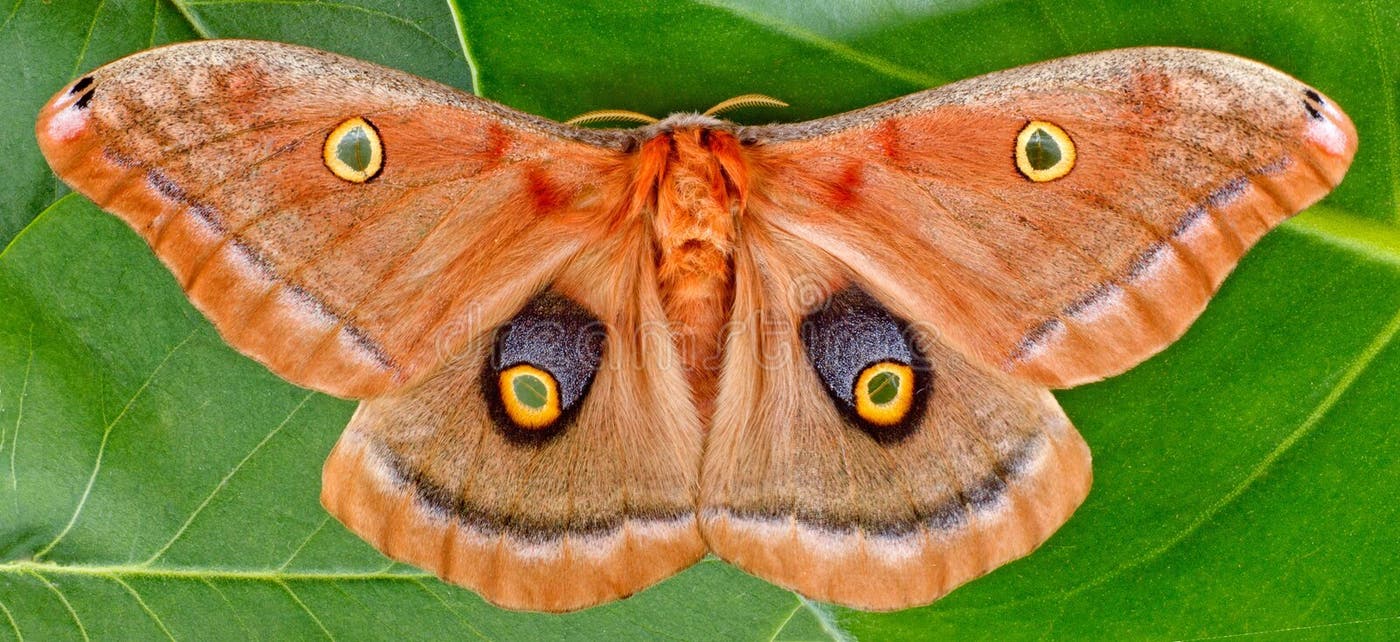 297 Polyphemus Moth Stock Photos - Free & Royalty-Free Stock Photos ...