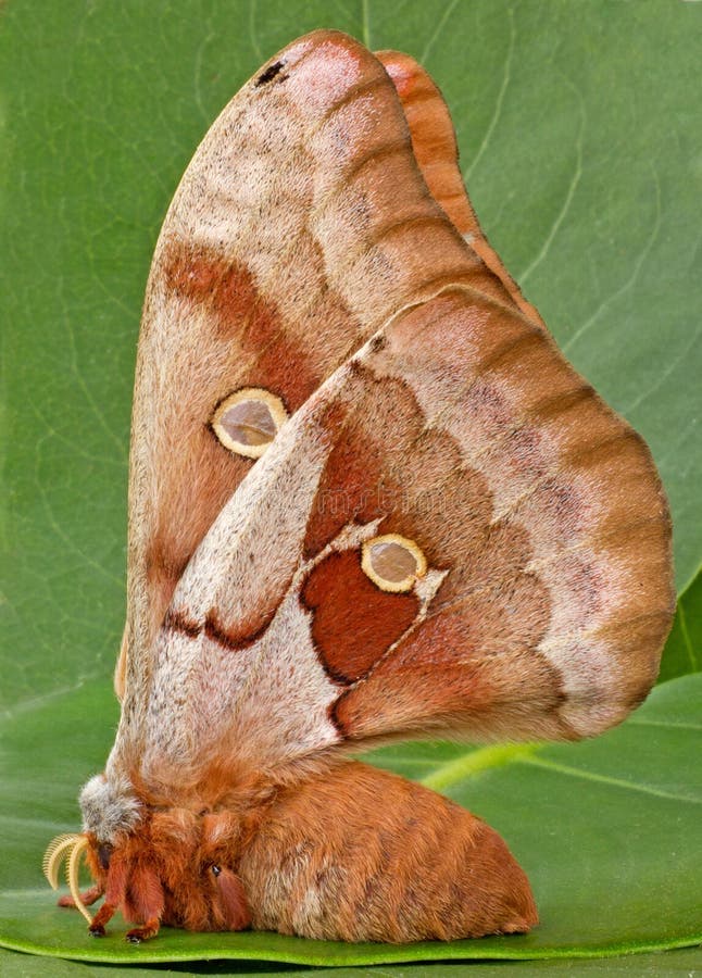 283 Polyphemus Moth Stock Photos - Free & Royalty-Free Stock Photos ...