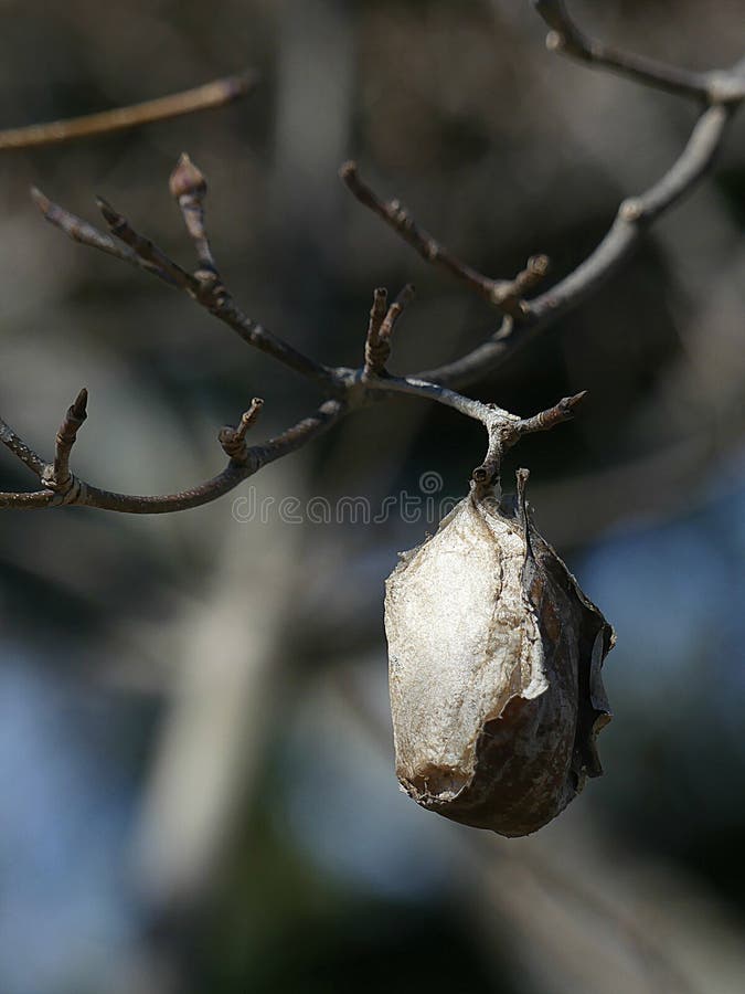 Cocoon Wrapped in in Leaves Hanging on a Bare Branch in Winter Stock ...
