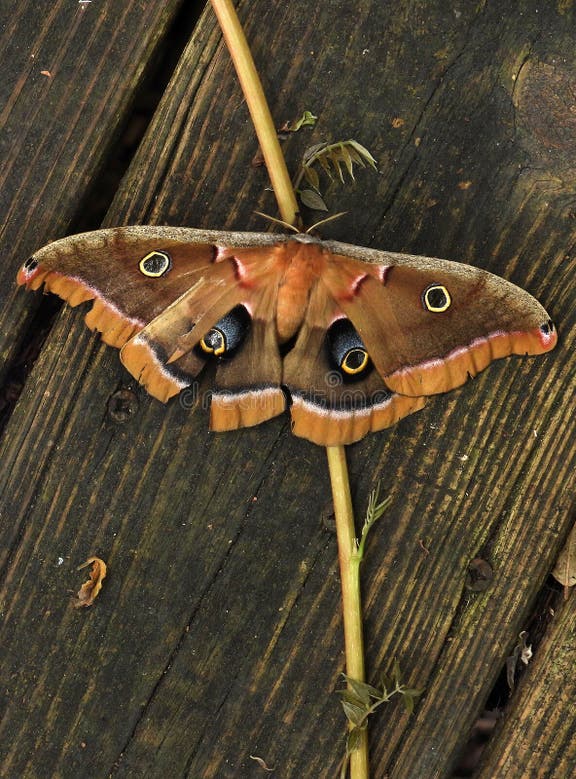 Polyphemus Moth Rests on Wood Deck Stock Photo - Image of tancolored ...