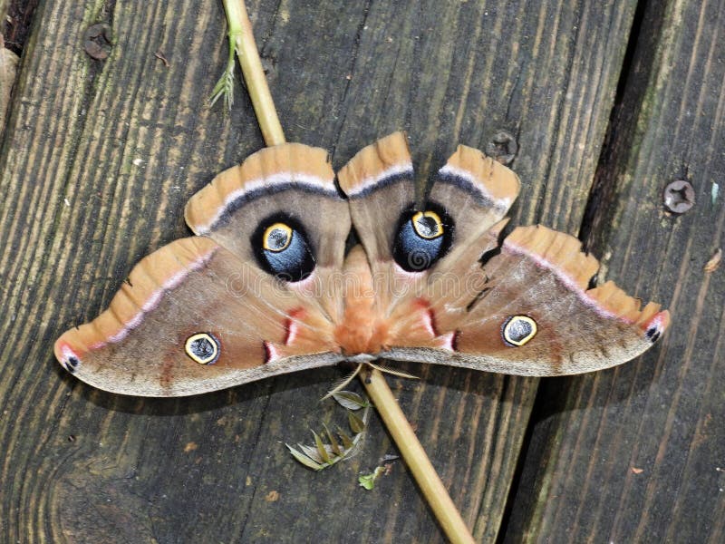 291 Polyphemus Moth Stock Photos - Free & Royalty-Free Stock Photos ...