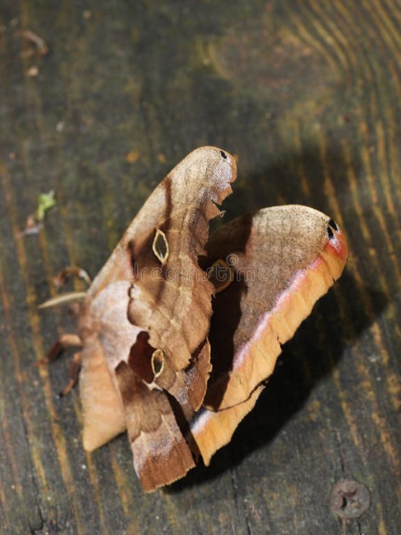 Polyphemus Moth Rests on Wood Deck after Being Attacked by Birds Stock ...