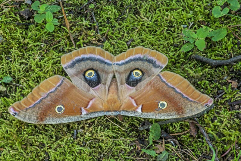 283 Polyphemus Moth Stock Photos - Free & Royalty-Free Stock Photos ...
