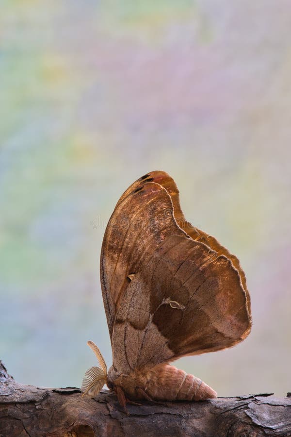 283 Polyphemus Moth Stock Photos - Free & Royalty-Free Stock Photos ...
