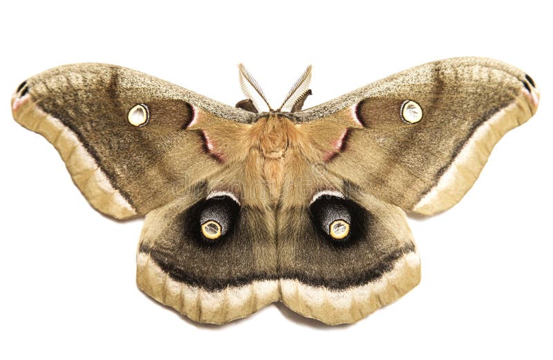 297 Polyphemus Moth Stock Photos - Free & Royalty-Free Stock Photos ...