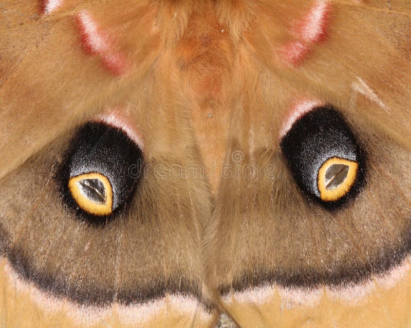 283 Polyphemus Moth Stock Photos - Free & Royalty-Free Stock Photos ...