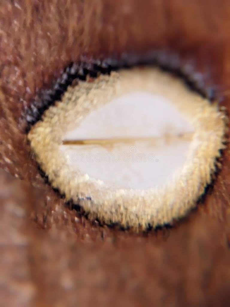 X22 Insect Wing Stock Photos - Free & Royalty-Free Stock Photos from ...