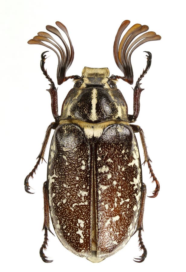 Tussar silk moth stock photo. Image of close, color, light - 19093288