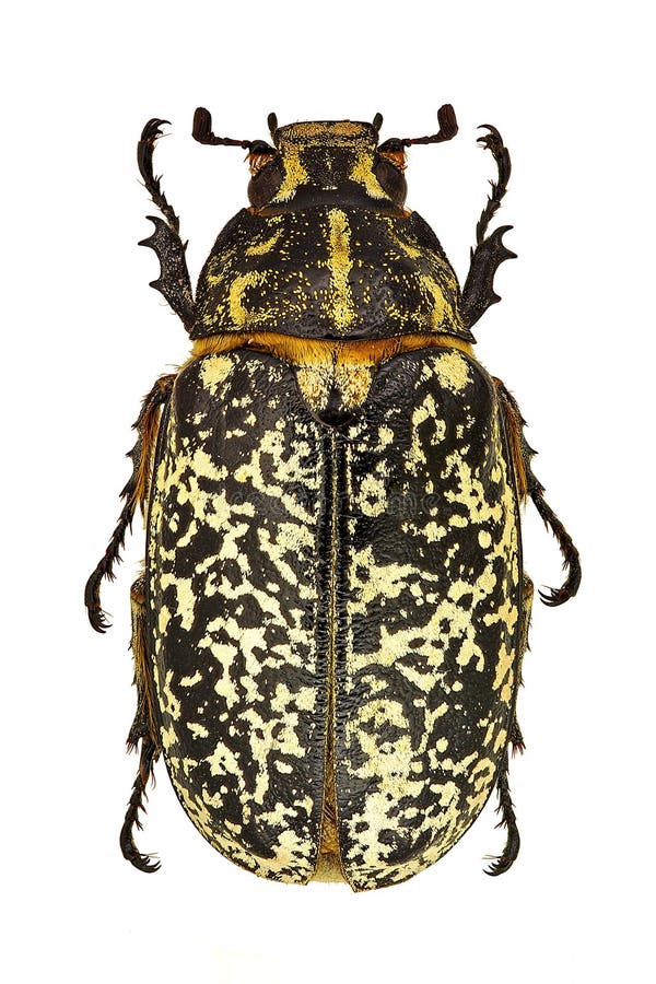 Polyphylla fullo stock photo. Image of white, coleoptera - 26053132