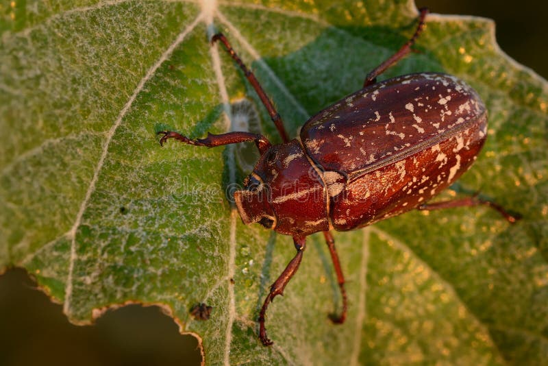 Polyphylla fullo - beetle stock image. Image of beautiful - 112952005