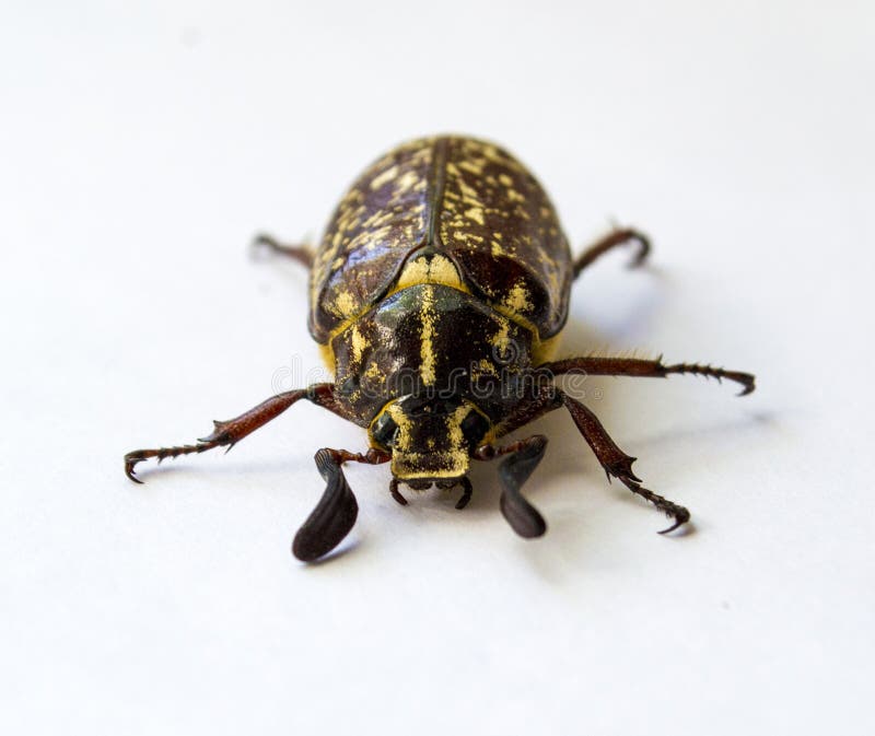 Polyphylla fullo stock photo. Image of grub, entomology - 33317196