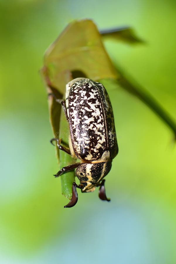 Polyphylla Fullo, Beetle on the Straw Stock Photo - Image of macro ...