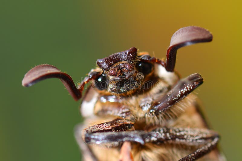 Polyphylla Fullo, Beetle on the Straw Stock Image - Image of white ...