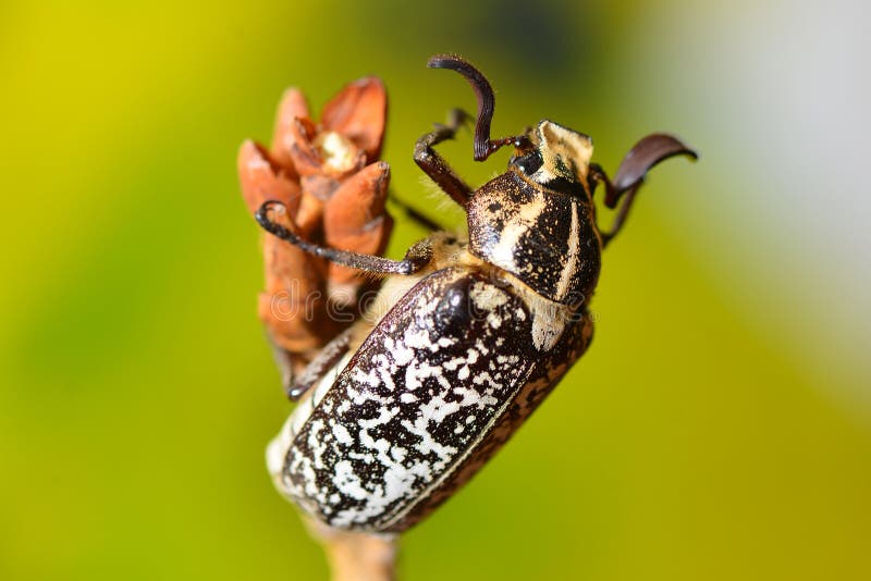 Polyphylla Fullo, Beetle on the Straw Stock Photo - Image of fullo ...