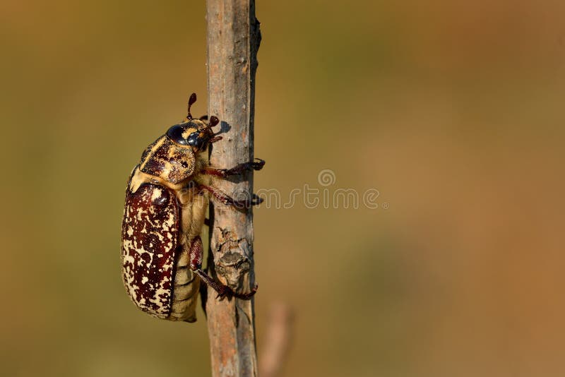 Polyphylla fullo - beetle stock photo. Image of zoology - 72152558