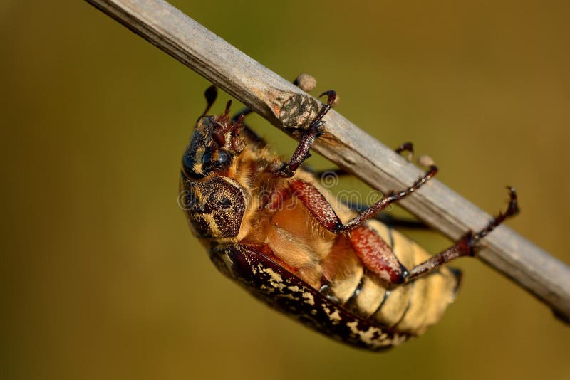 Polyphylla fullo - beetle stock image. Image of scarabaeidae - 72153131