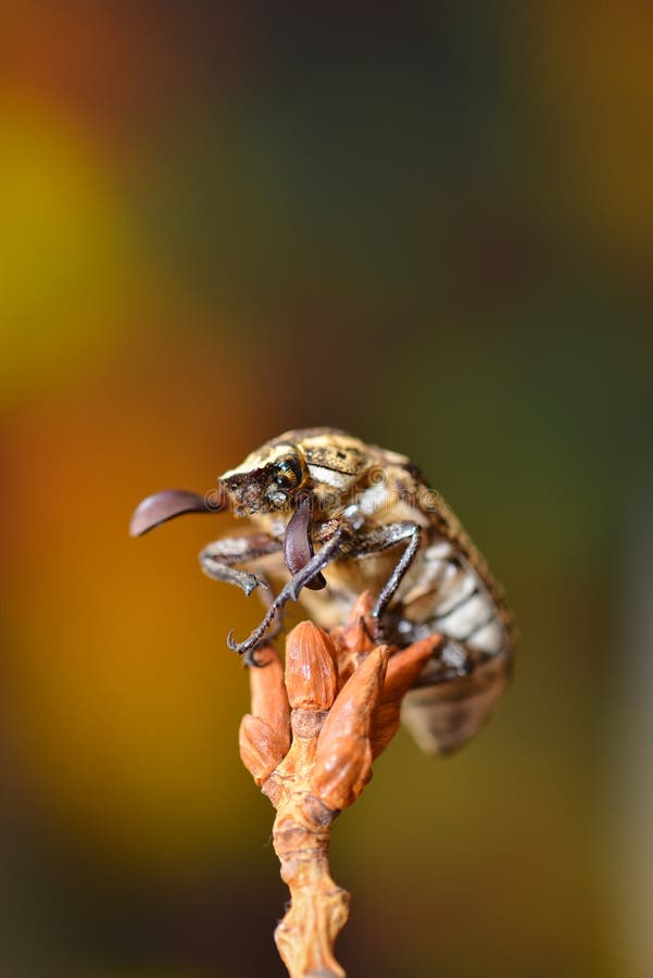 Polyphylla Fullo, Beetle on the Straw Stock Photo - Image of isolated ...