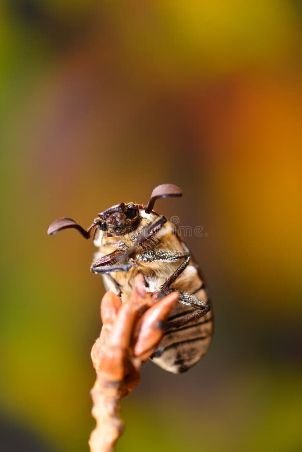 Polyphylla Fullo, Beetle on the Straw Stock Image - Image of male ...