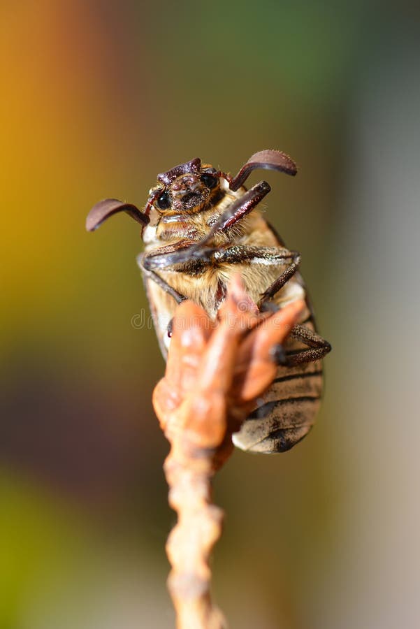 Polyphylla Fullo, Beetle on the Straw Stock Photo - Image of polyphylla ...