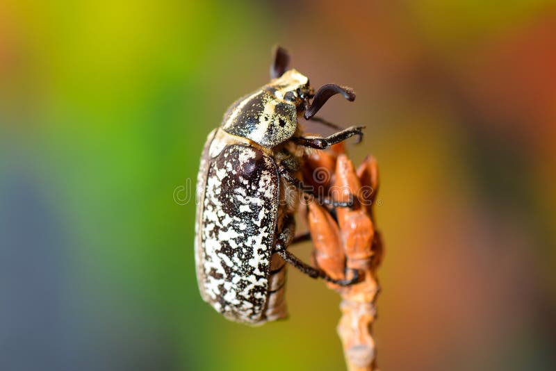 Polyphylla Fullo, Beetle on the Straw Stock Image - Image of macro ...