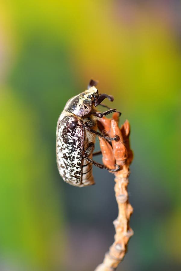 Polyphylla Fullo, Beetle on the Straw Stock Image - Image of amazing ...